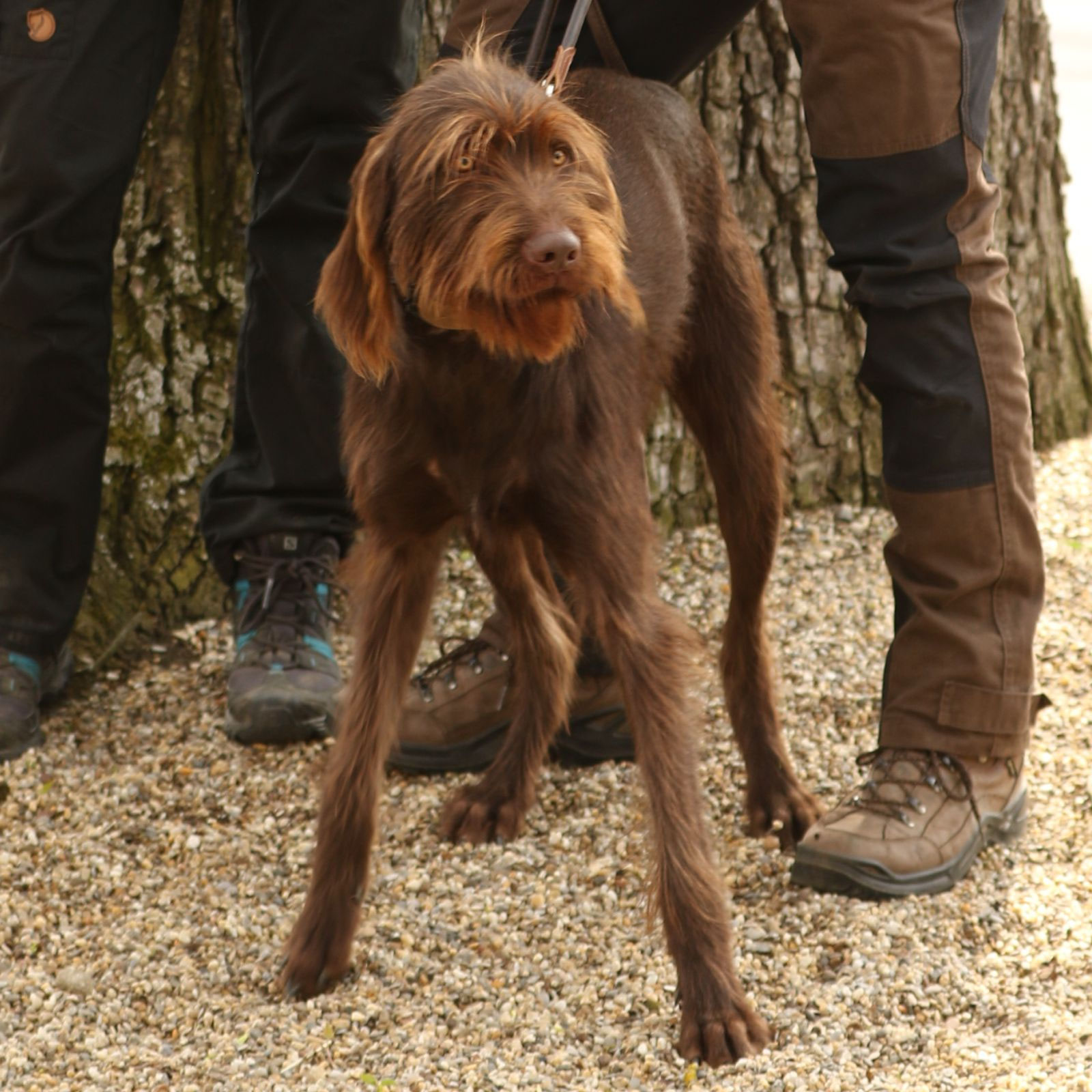 Attila vom Isargries - pudelpointer-in-bayerns Webseite!