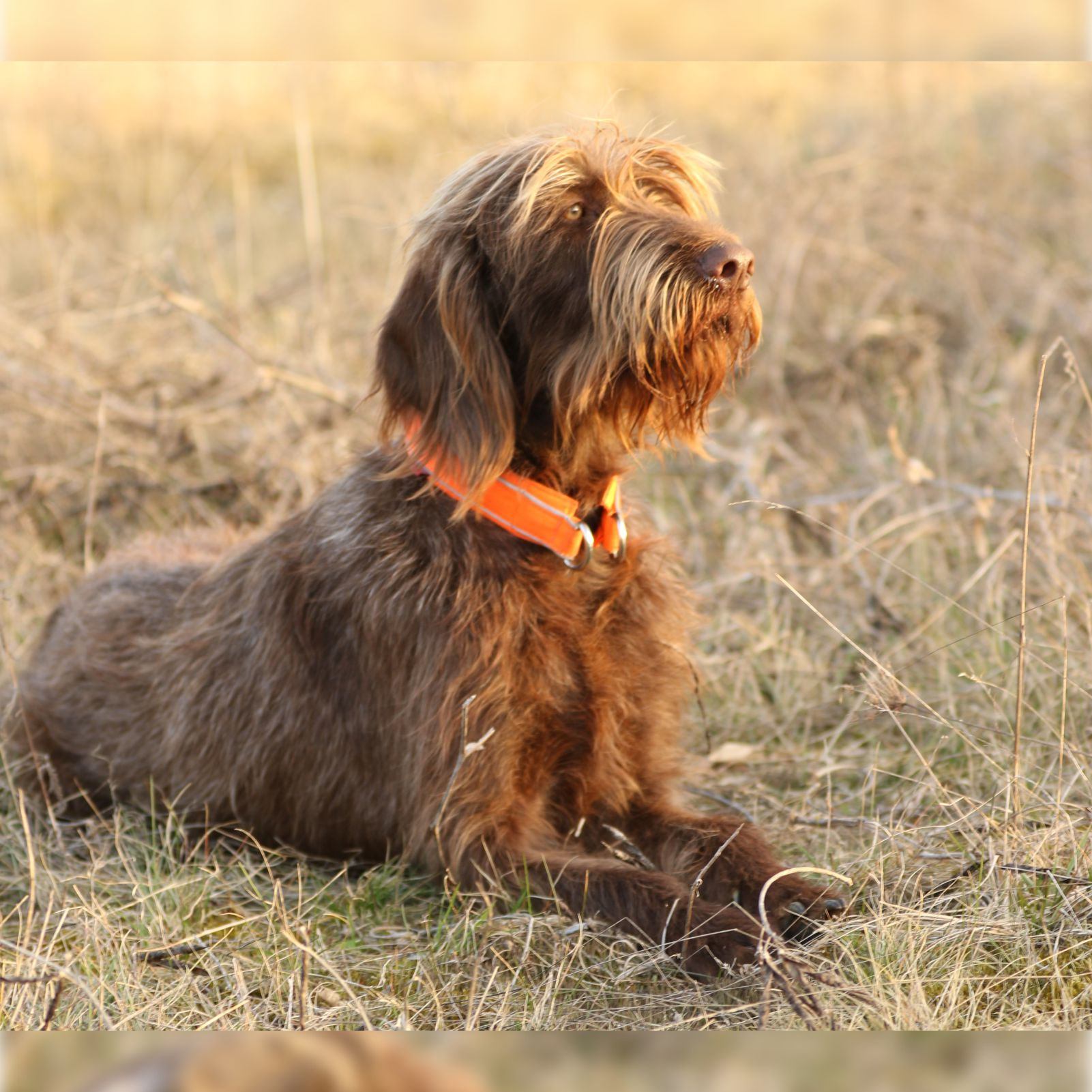Ailsbacher Askan - Pudelpointer in Bayern