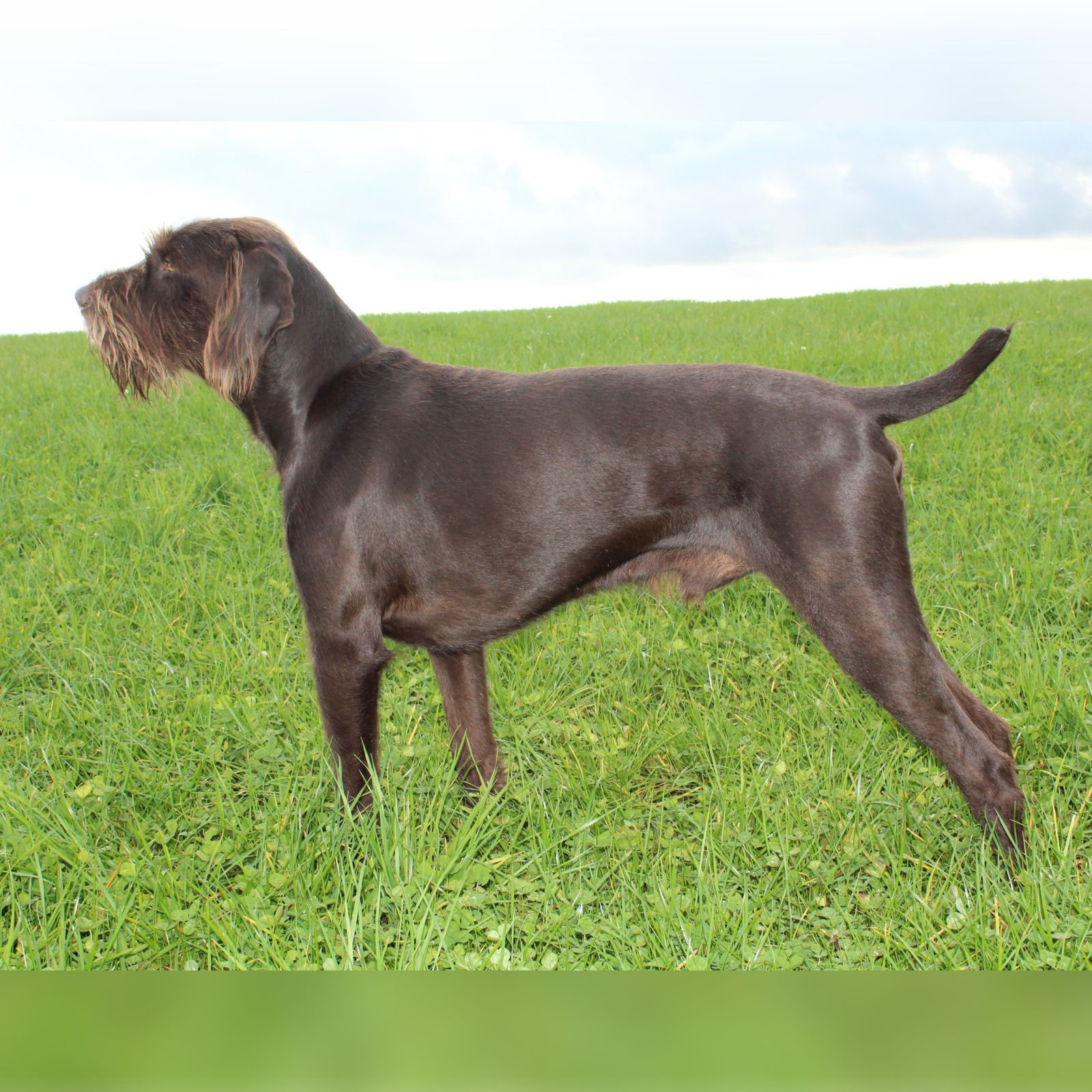 Ailsbacher Askan - pudelpointer-in-bayerns Webseite!