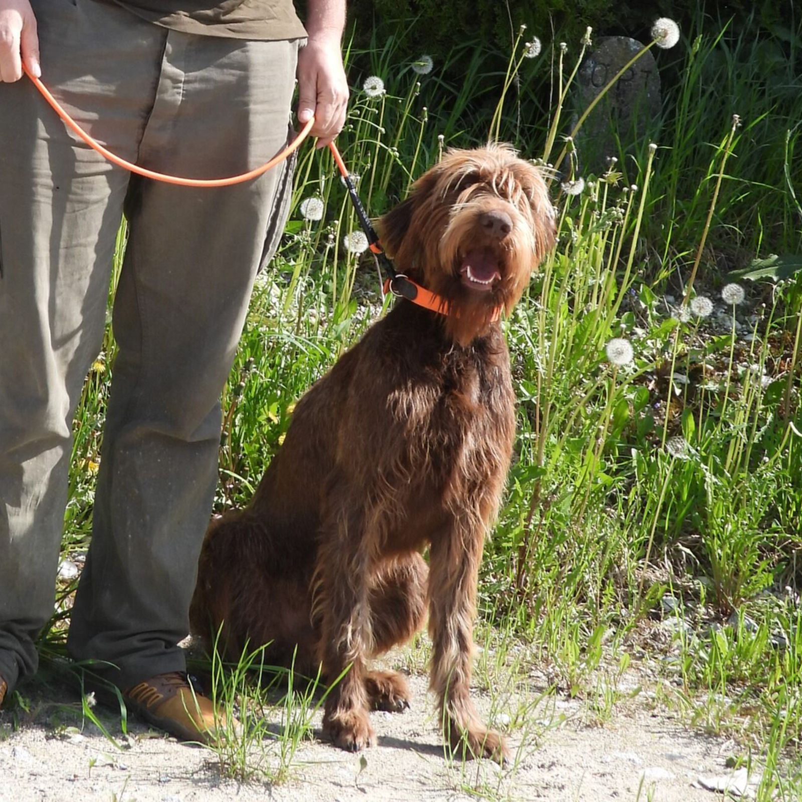 Ailsbacher Askan - pudelpointer-in-bayerns Webseite!