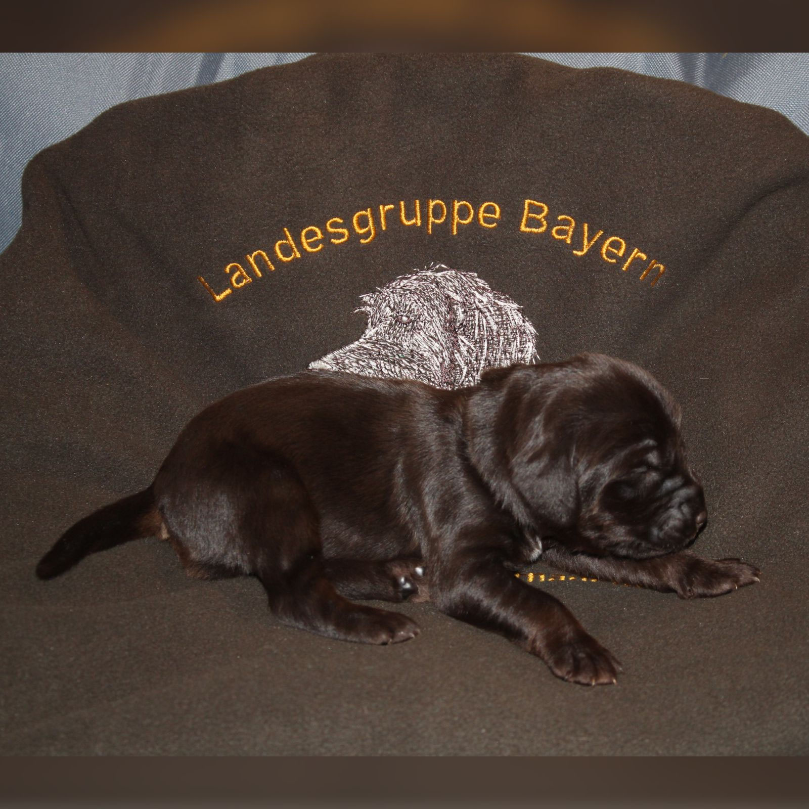 Ailsbacher Askan - pudelpointer-in-bayerns Webseite!