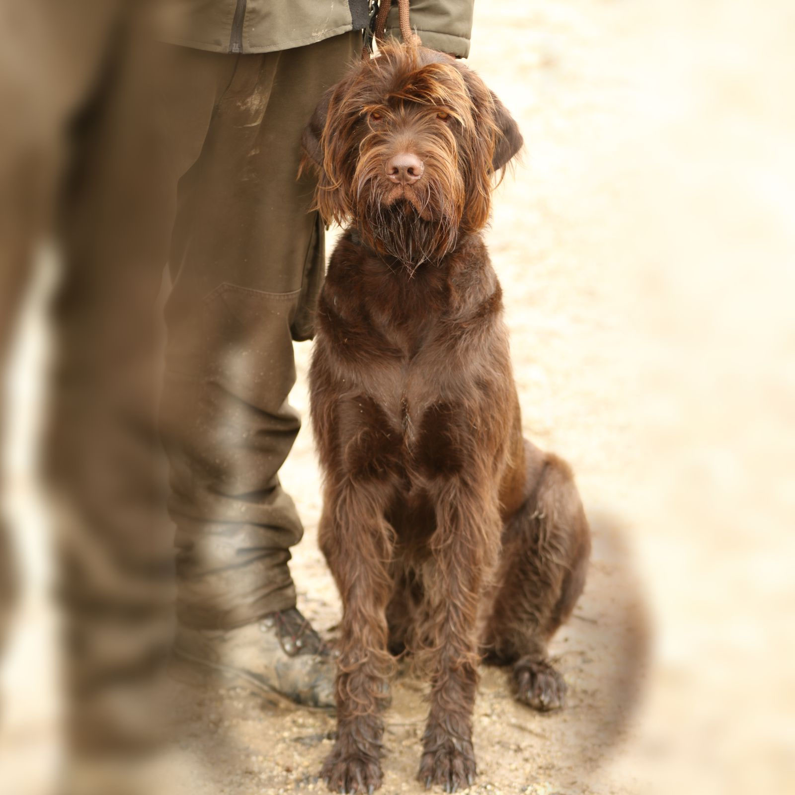 Adlerflieger's Dagomar - Pudelpointer in Bayern