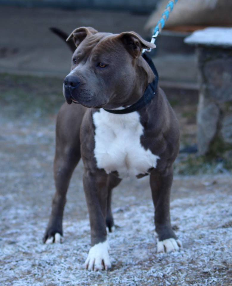 Maschi - Allevamento amstaff blue