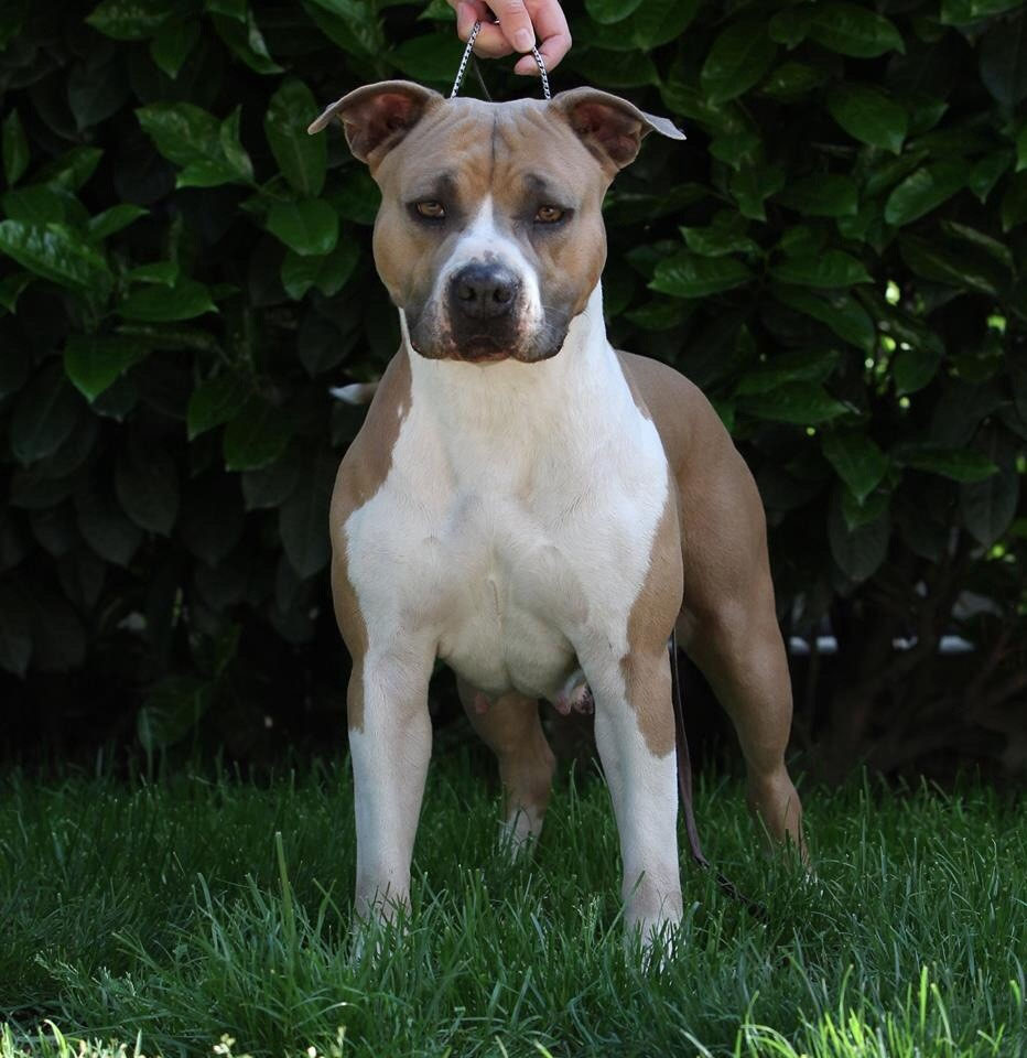 Femmine - Allevamento amstaff blue