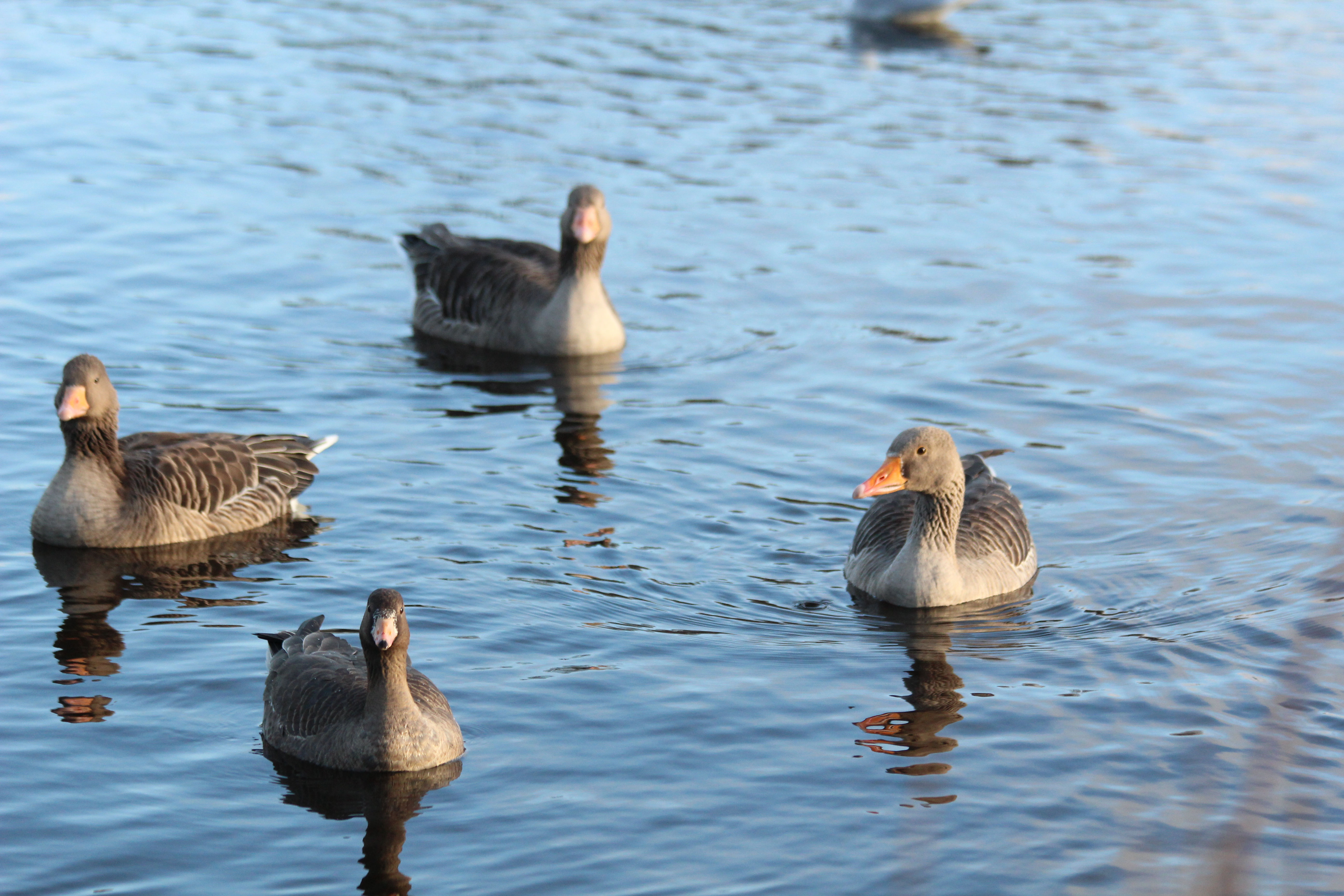 Gans herbstlich – was geht ab in der Stadt? - Neuntöter e.V. Verein für ...