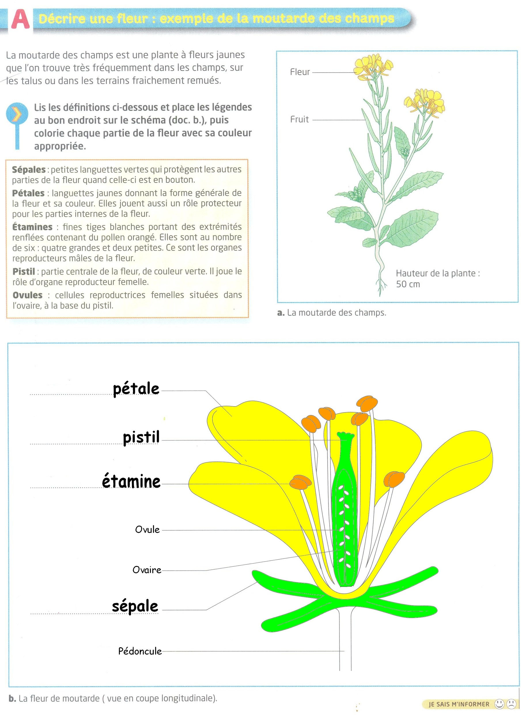 Leçon 3 peuplement - Site de svt-ostrevant