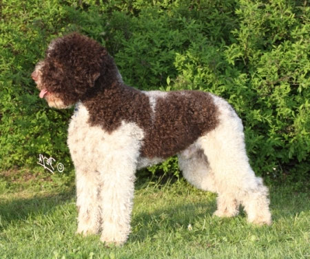 The Different Colors of the Lagotto Romagnolo - Terra Incognita Lagotto ...