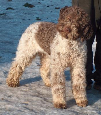 The Different Colors of the Lagotto Romagnolo - Terra Incognita Lagotto ...