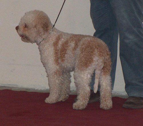 The Different Colors of the Lagotto Romagnolo - Terra Incognita Lagotto ...