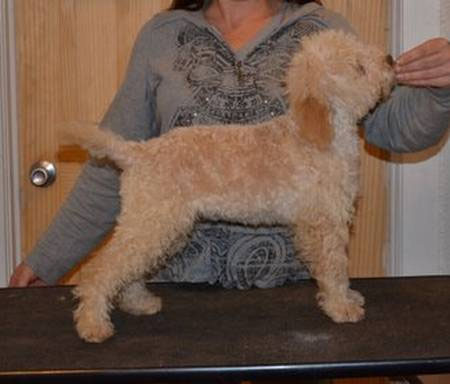 The Different Colors of the Lagotto Romagnolo - Terra Incognita Lagotto ...