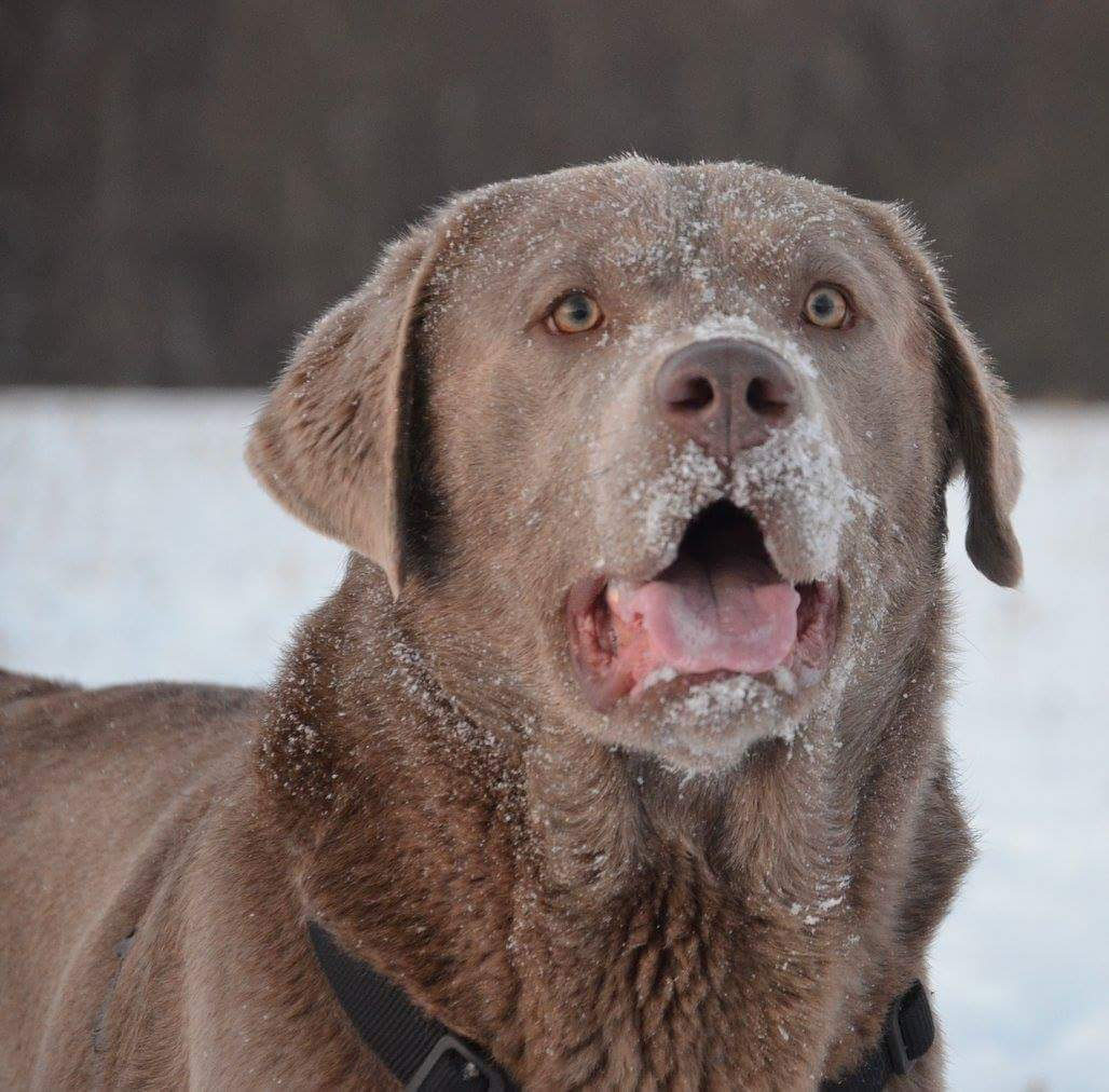 Der Labrador - labbitraums Webseite!