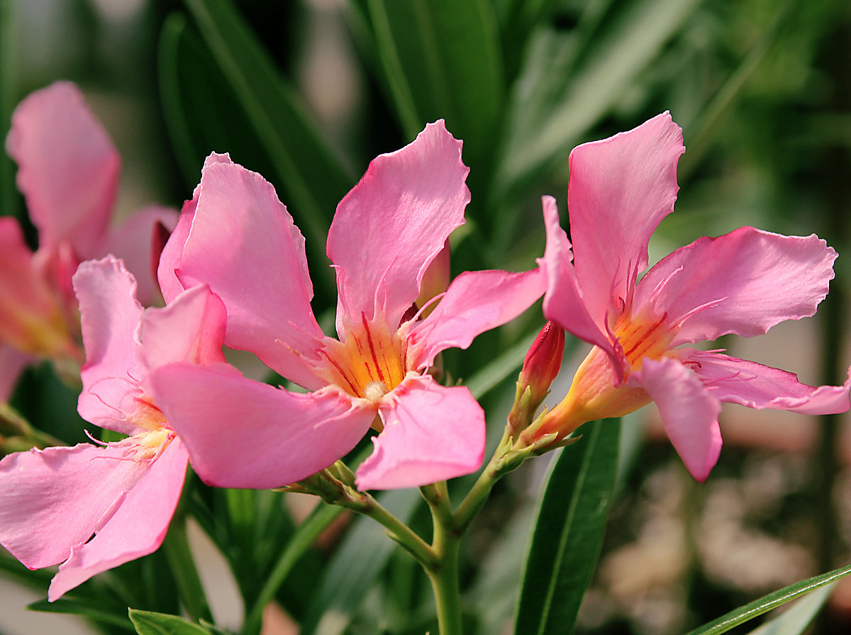Blooming Oleanders USA - OLEANDER HAUS