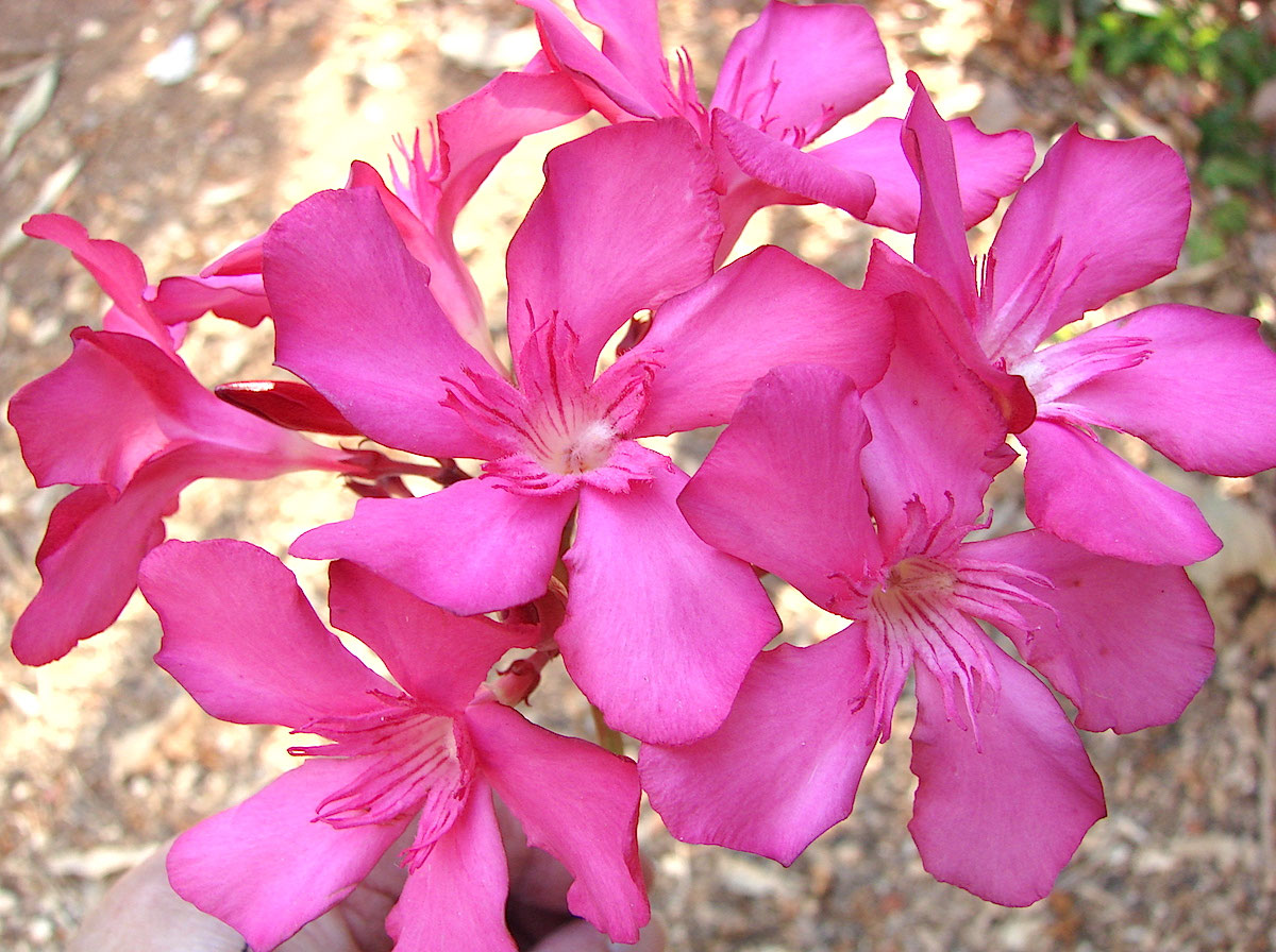 BLUEHENDE OLEANDER Griechenland - OLEANDER HAUS