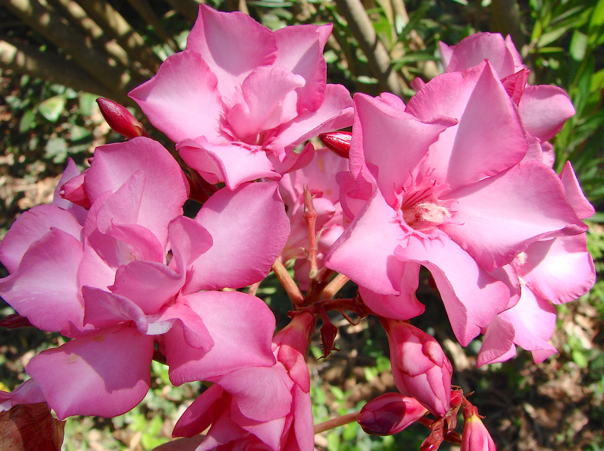 BLUEHENDE OLEANDER Griechenland - OLEANDER HAUS