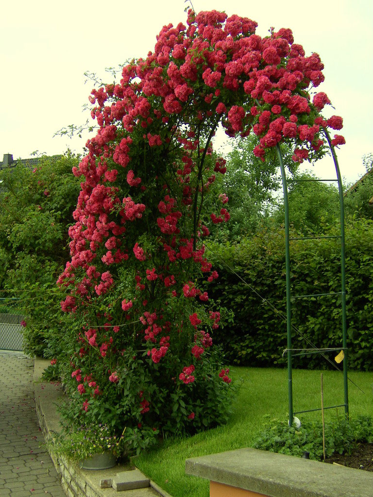 Bilder und Beschreibungen aus den Gärten zum Vergrößern des Bildes ...