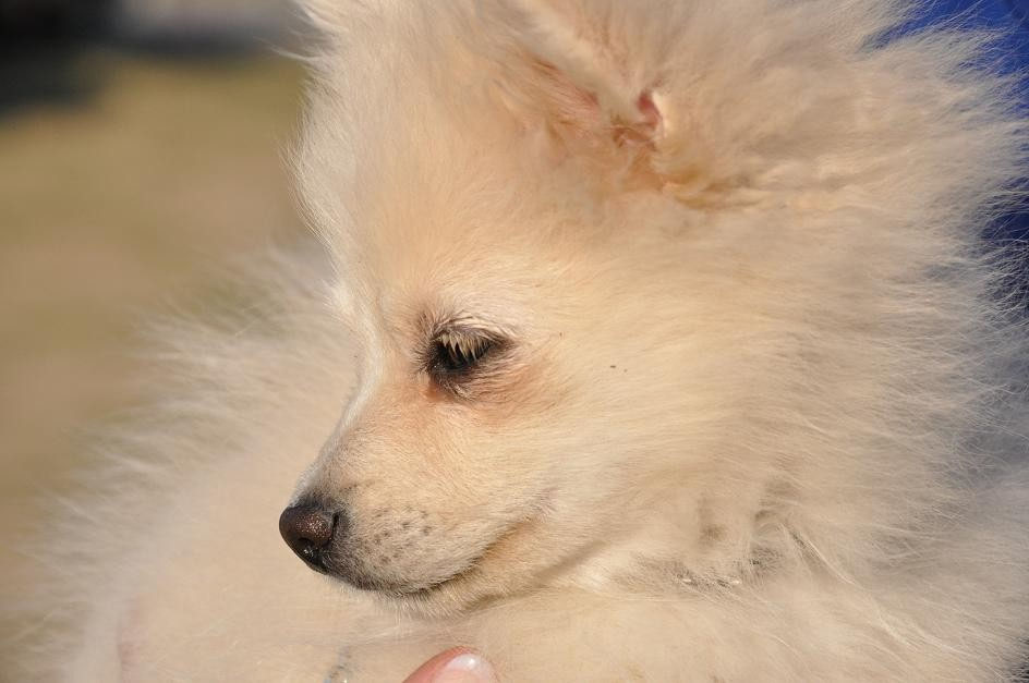 Der Kleinspitz - Klein und Mittelspitze vom Pommerle