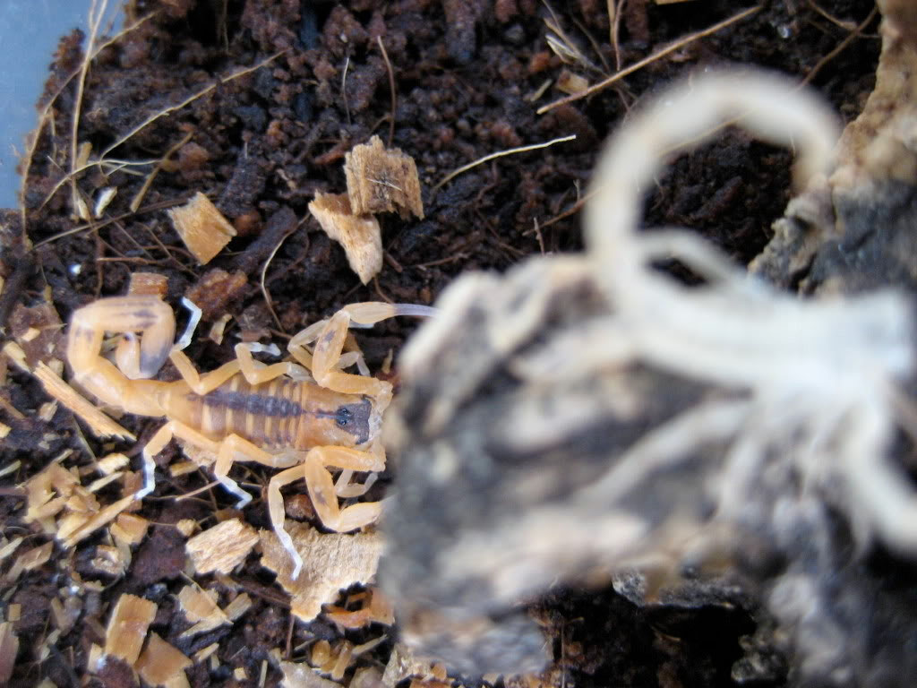 La muda: - Artroposfera: Tienda online de material para reptiles y ...