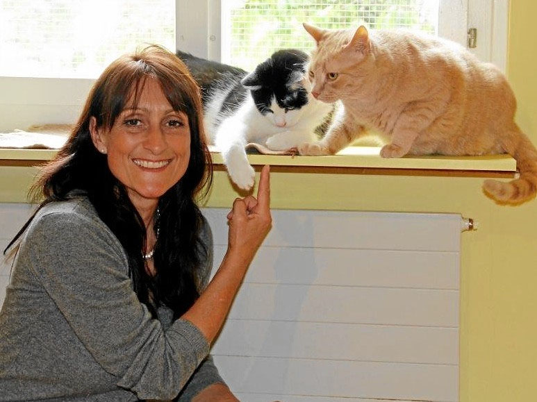 Rundgang - Katzen Hotel