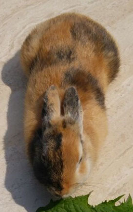 Kaninchen - kleintierzuchtverein-b1342s Webseite!