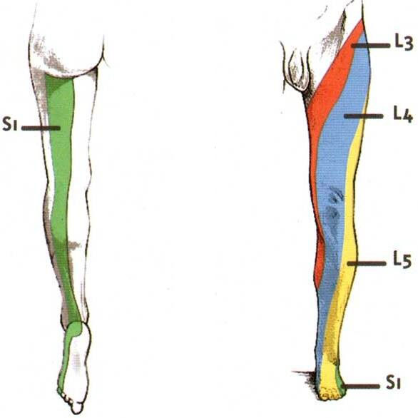 Cruralgie : définition, symptômes, traitements et prévention - PRO-TMS