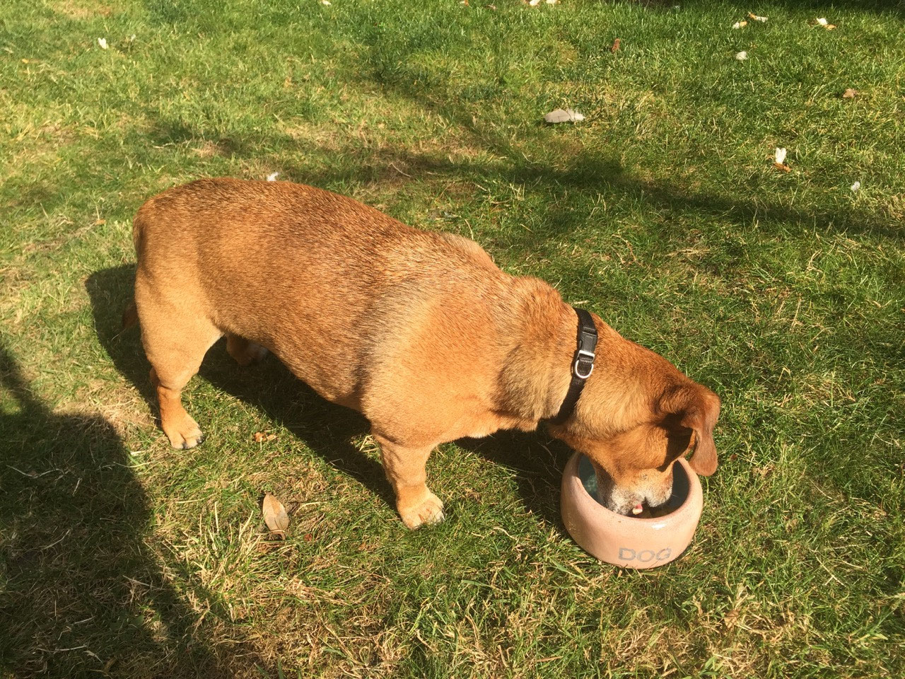 "Bazzy Chicken" - For joint pain and itchy skin - Dog walkers covering ...