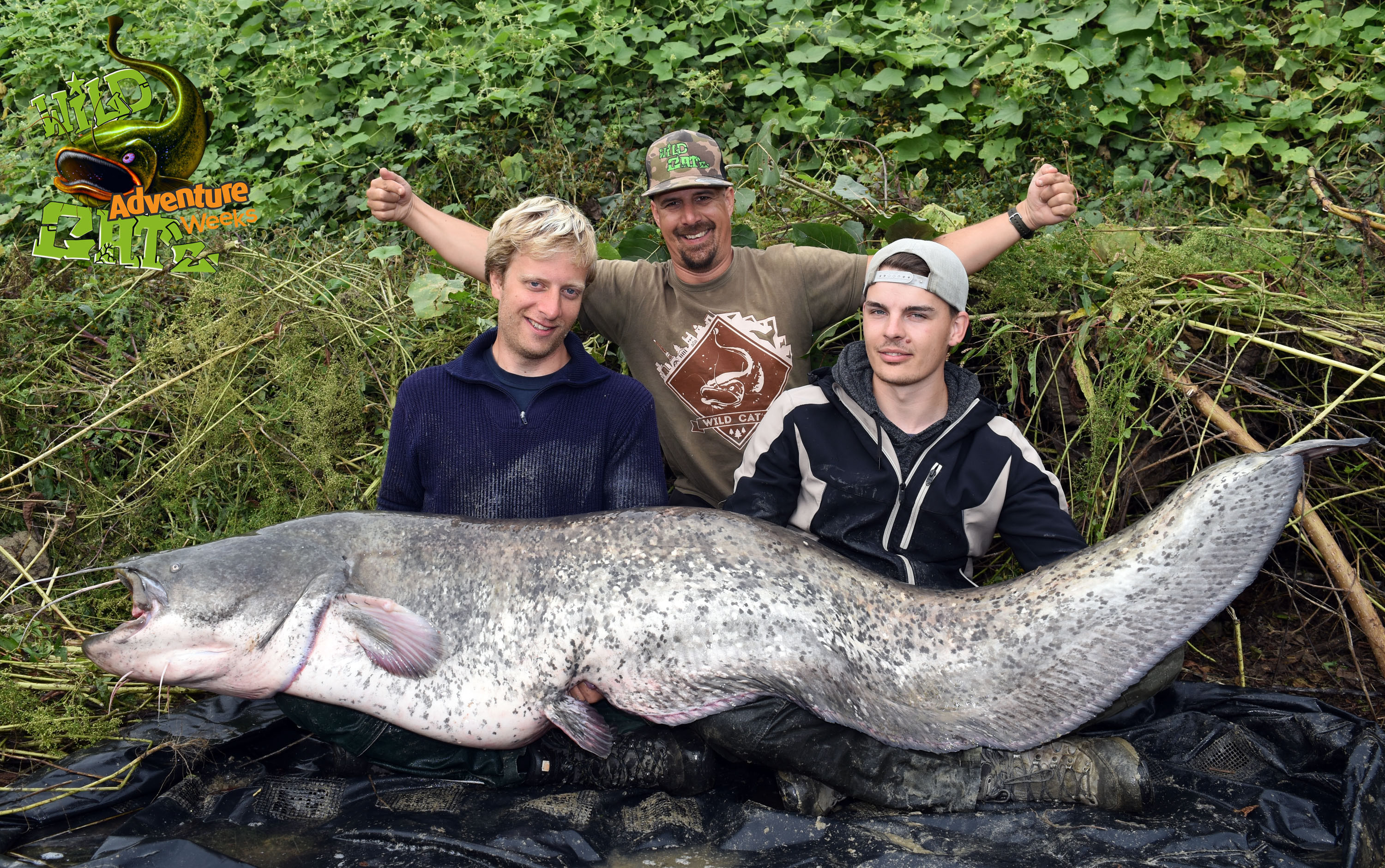 Abenteuer Wallerfischen im unberührten Oberlauf des Flusses Po bei ...