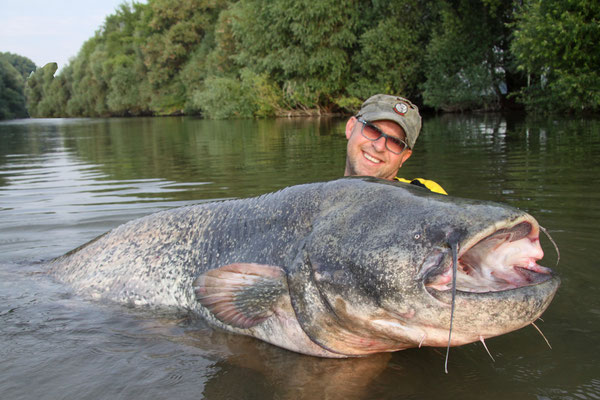 Boilie angeln auf Wels - Welsguide Peter Merkel bietet Pelagische ...