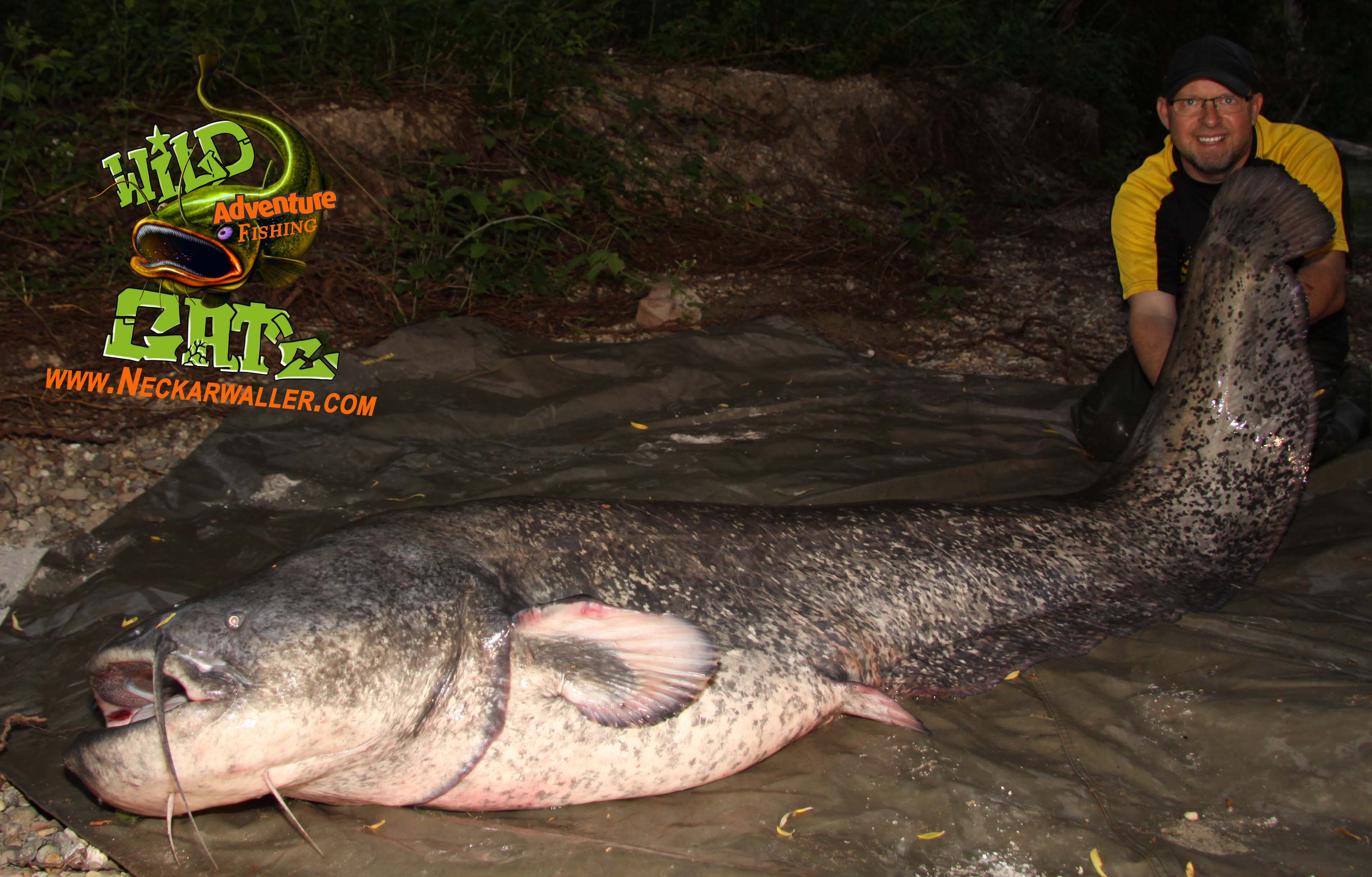 Rhein - Die erfolgreichsten Montagen - Welsguide Peter Merkel bietet ...