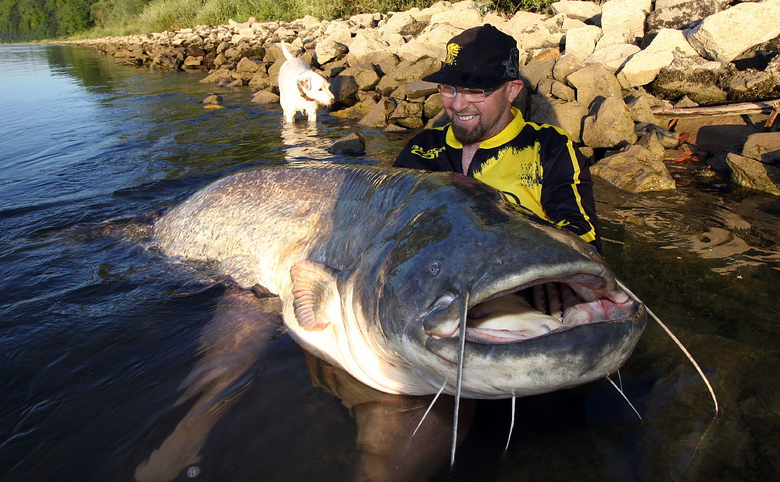 Die Altarme am Oberrhein. - Welsguide Peter Merkel bietet Pelagische ...