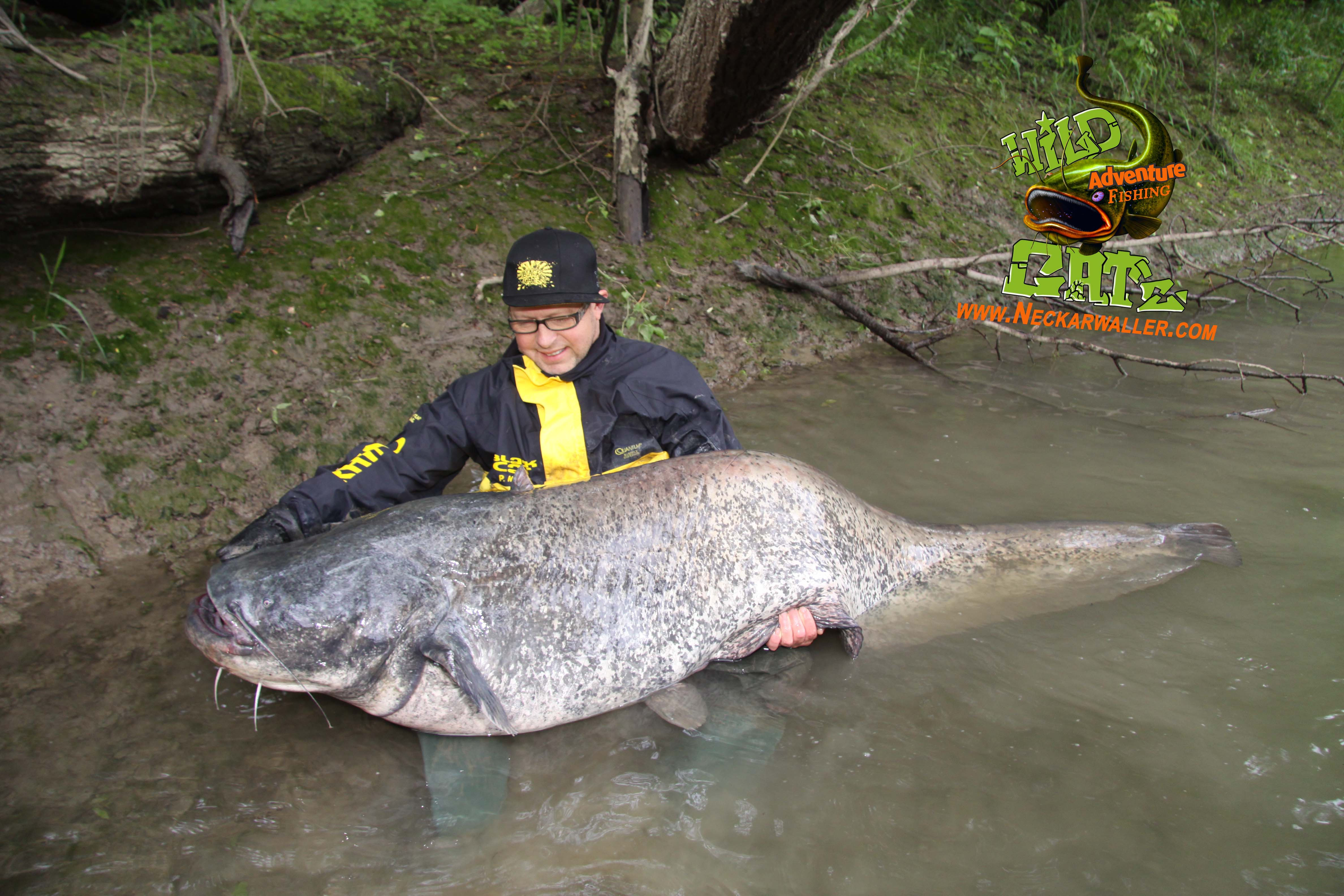 Rhein - Die erfolgreichsten Montagen - Welsguide Peter Merkel bietet ...
