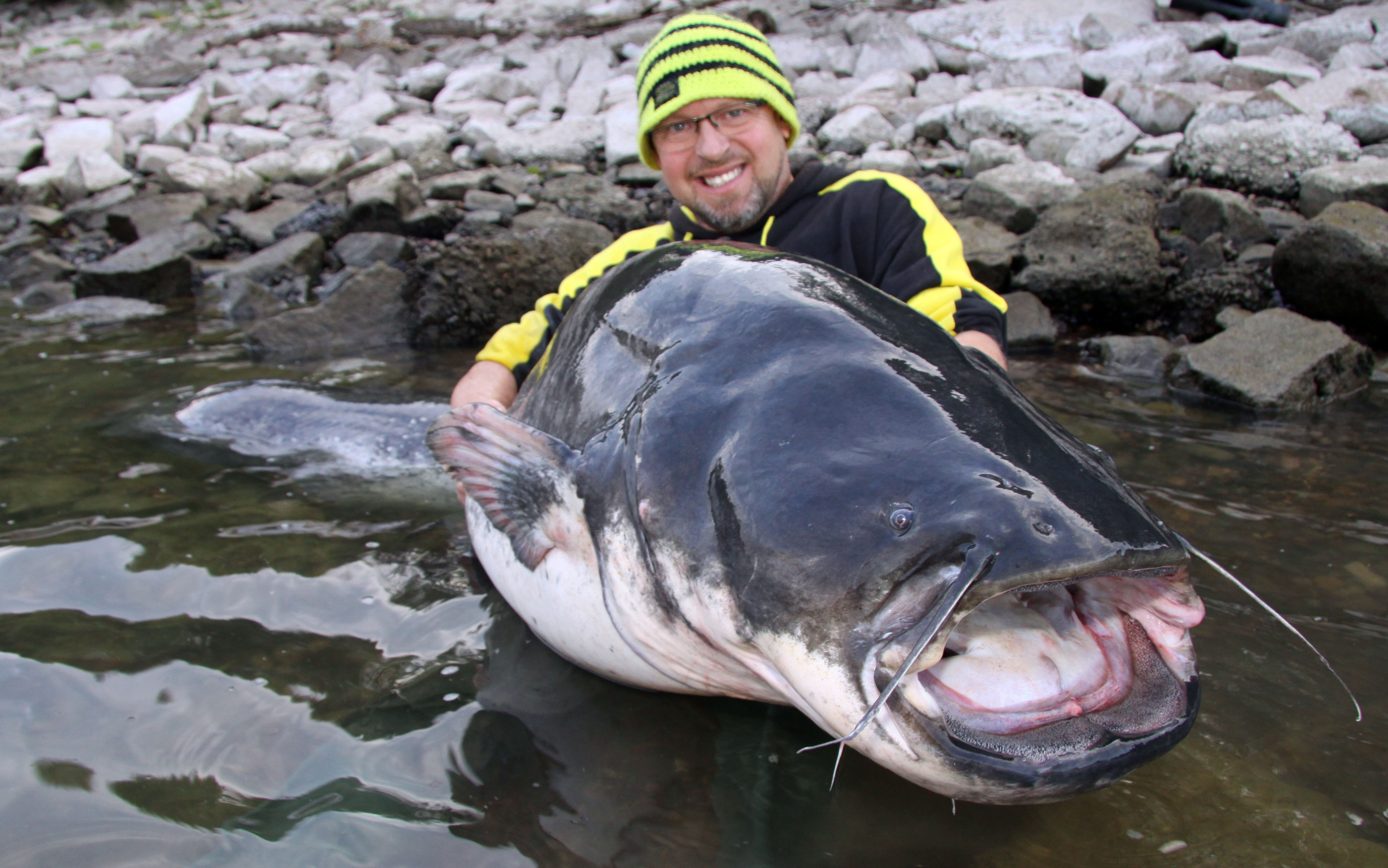 Die Altarme am Oberrhein. - Welsangeln mit Welsguide Peter Merkel ...
