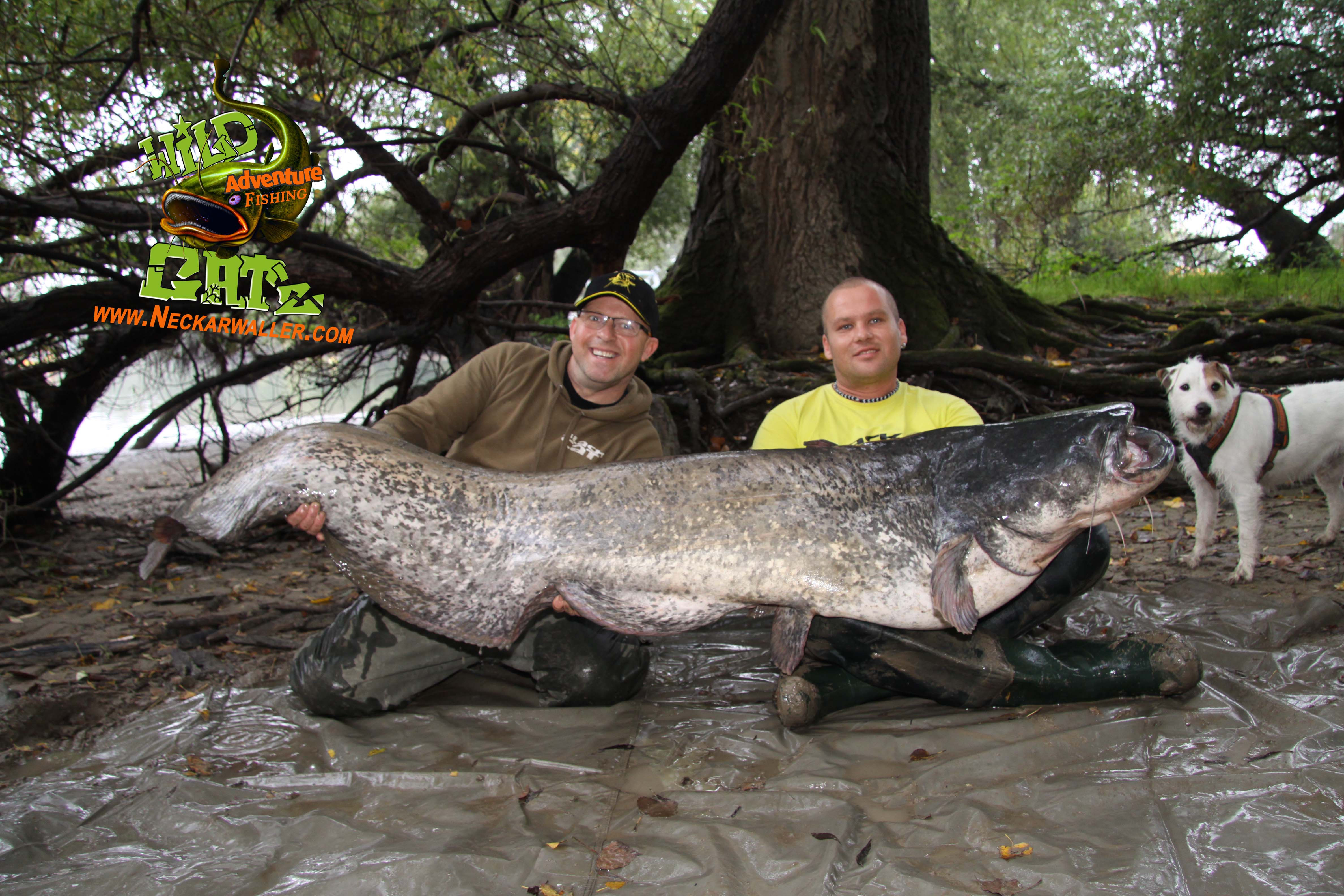 Rhein - Die erfolgreichsten Montagen - Welsguide Peter Merkel bietet ...