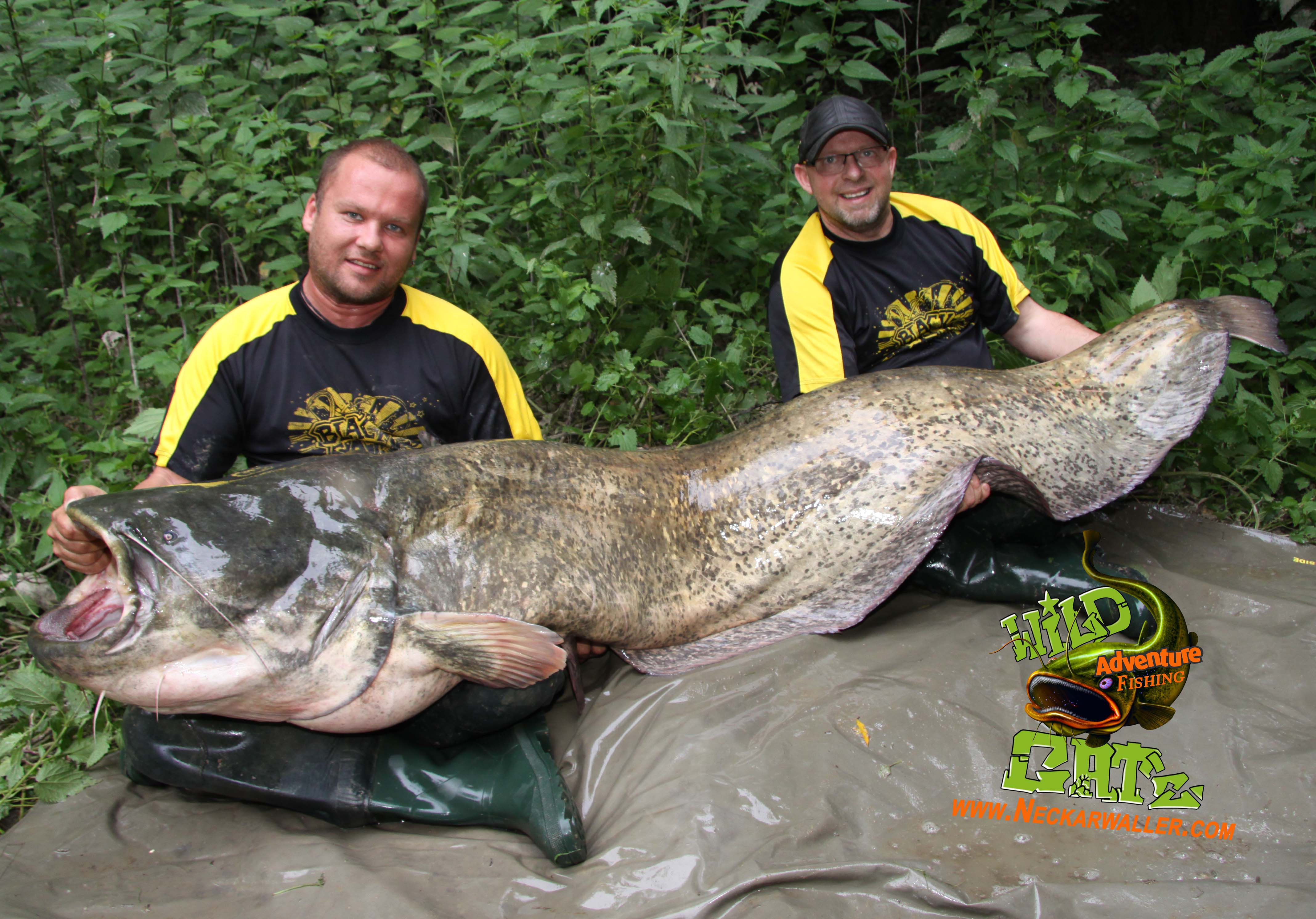 Rhein - Die erfolgreichsten Montagen - Welsguide Peter Merkel bietet ...