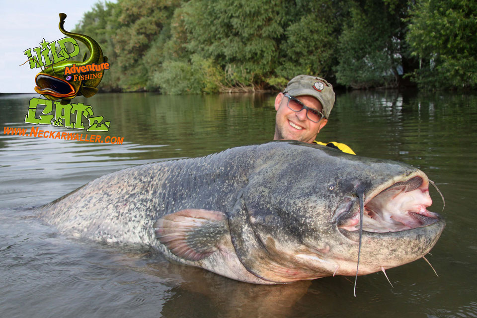 Modernes Welsangeln in Deutschland - Welsangeln mit Welsguide Peter ...
