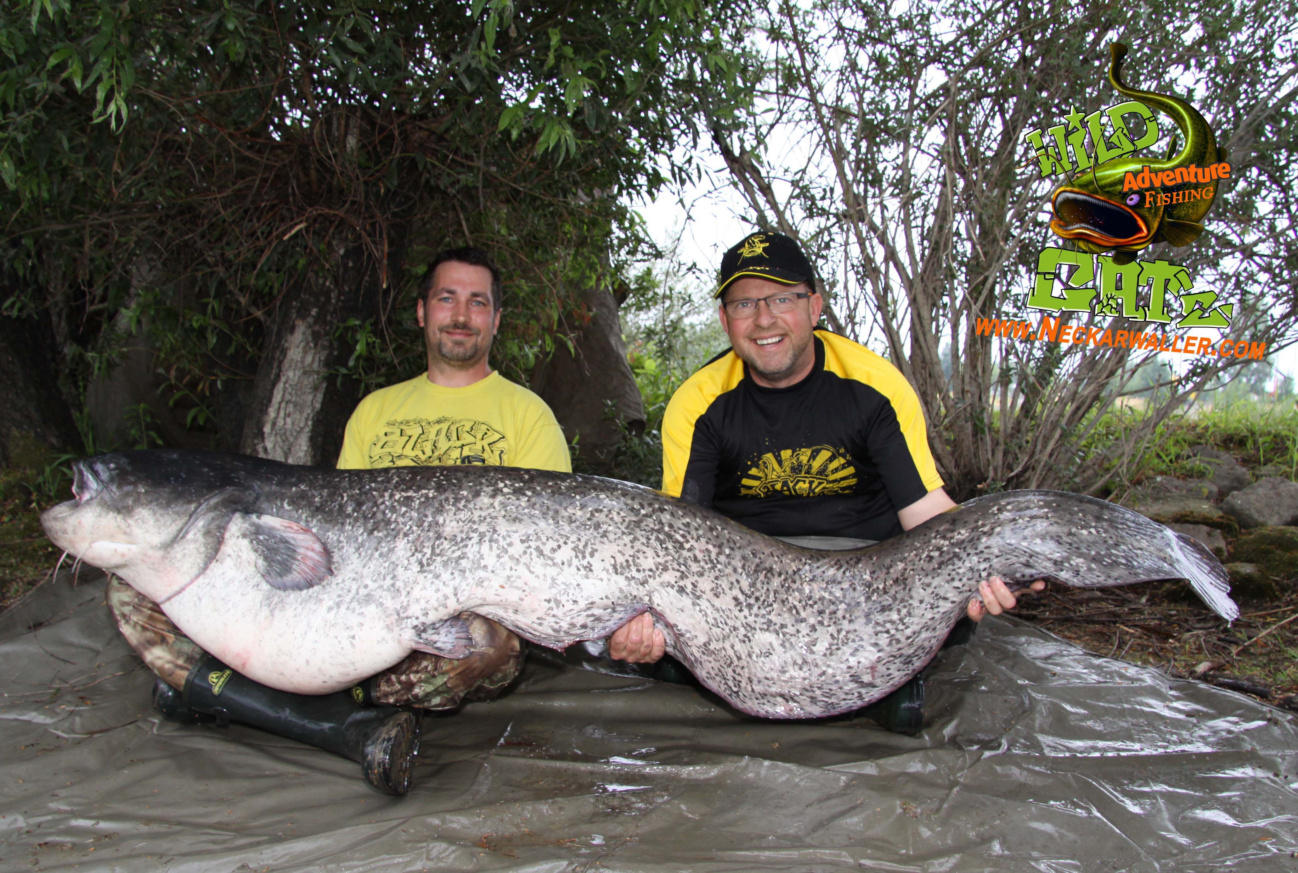 Rhein - Die erfolgreichsten Montagen - Welsguide Peter Merkel bietet ...