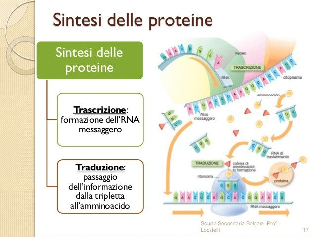 scienze: classe terza - Benvenuti su volendostudiare!