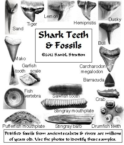 fossil drum fish teeth