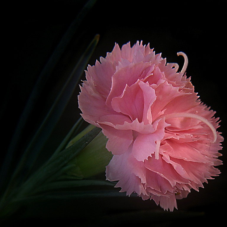 Sprache der Blumen - Blumengeschäft & Gartenbau Olten | Aarau ...