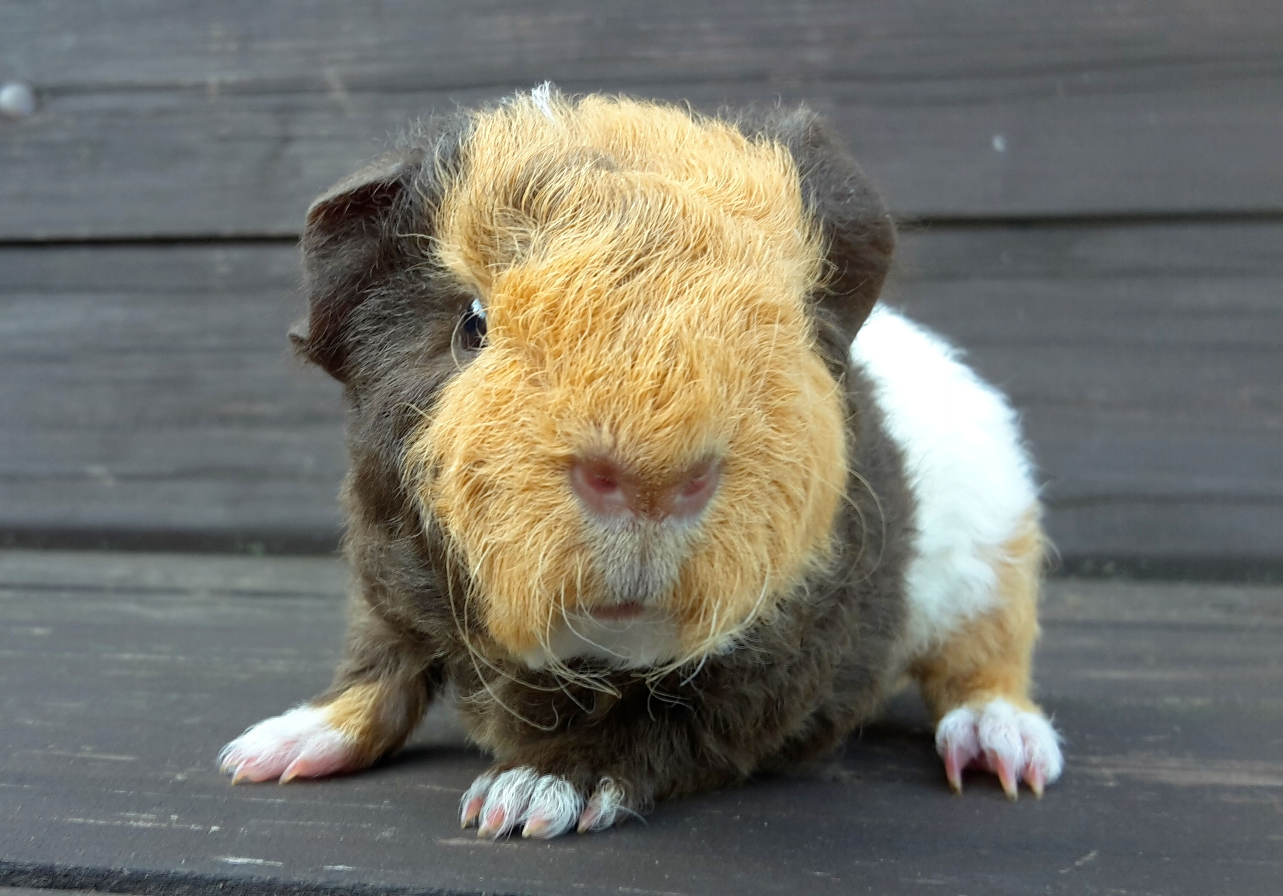 Geprüfte Zucht von US-Teddys in Schoko-Kombi - rapsbluetenschweinchens ...