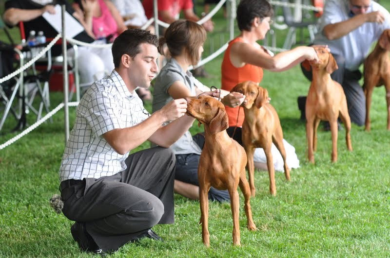 Canine Activities - Örökké Vizslas