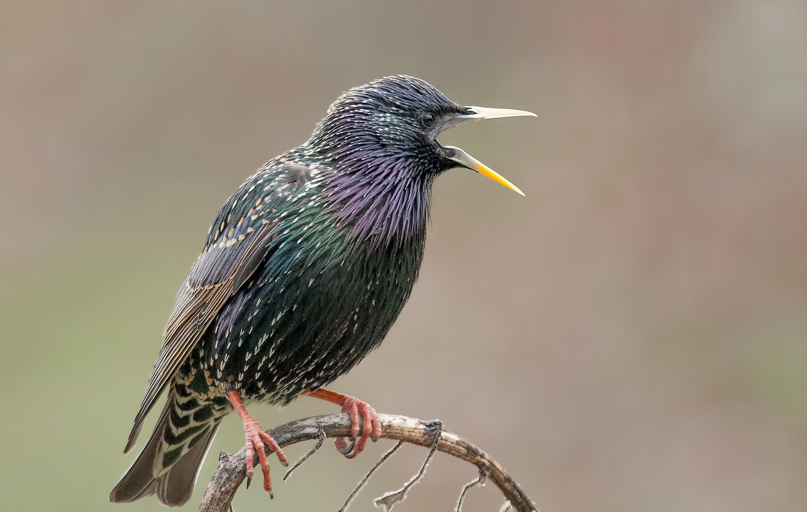 Der Star ist Vogel des Jahres 2018 - NABU Oberberg