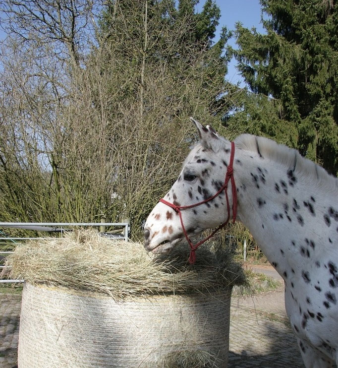 Pferdeheu von Kräuterwiesen - NABU Oberberg