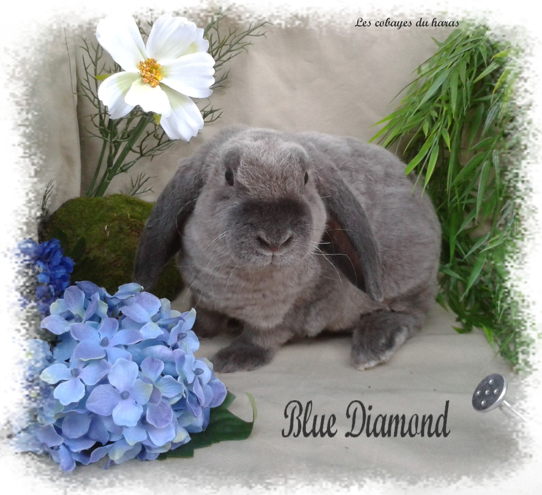 Les lapins nains béliers rex mâles et femelles - Site de leslapinsduharas