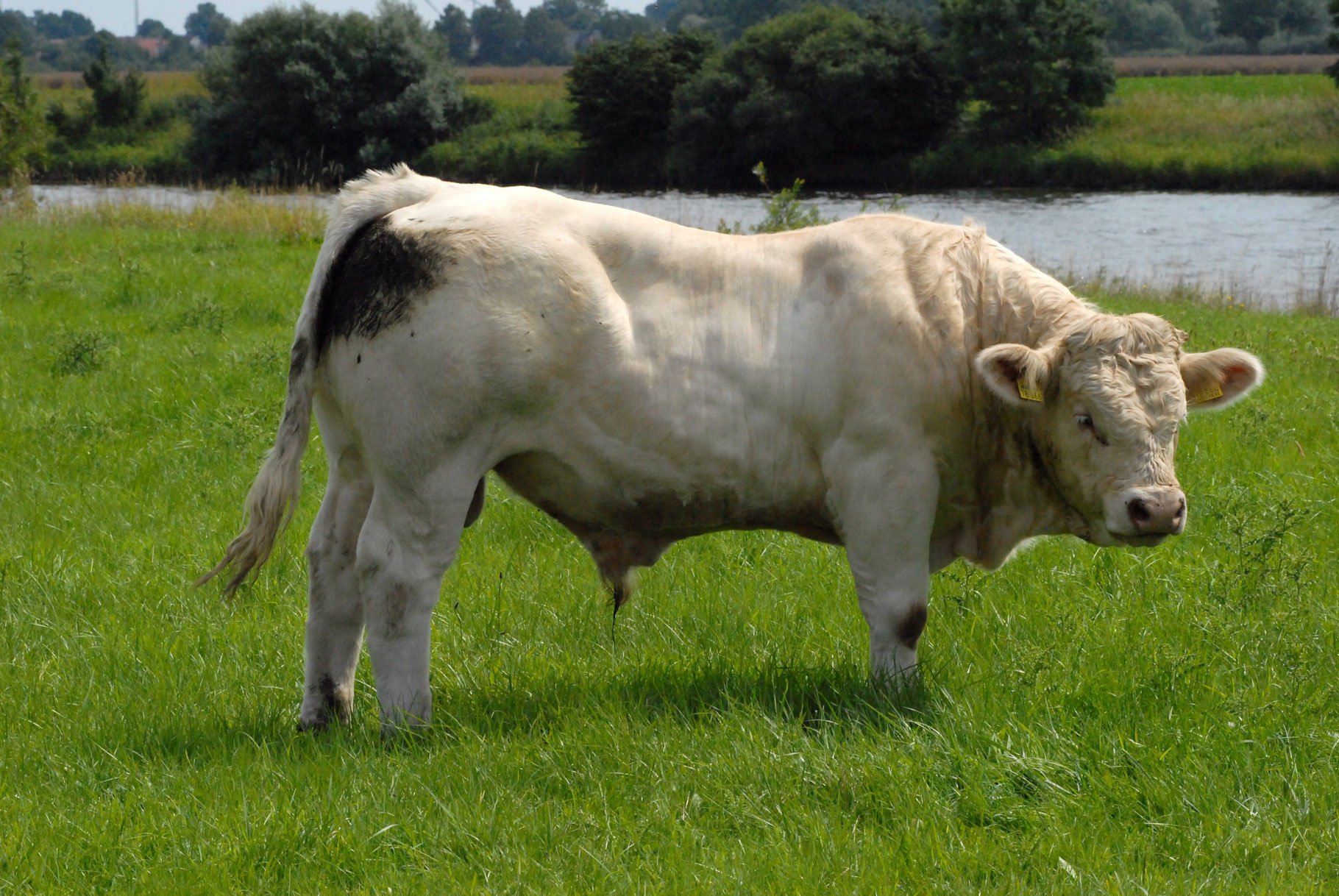 Deckbullen - charolais-kastens