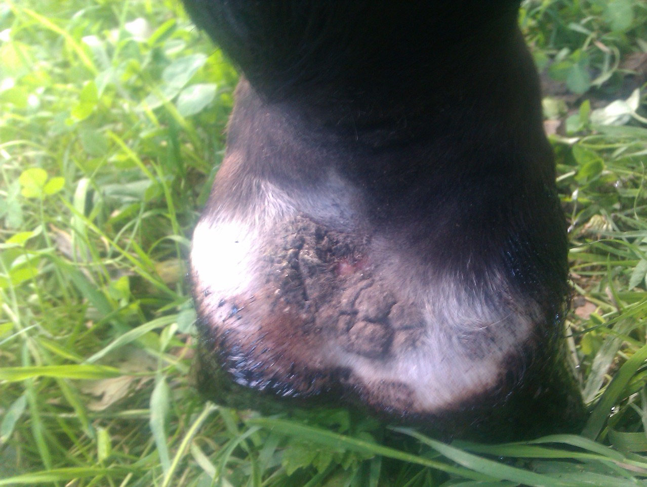 Les soins équins. - cheval conseils