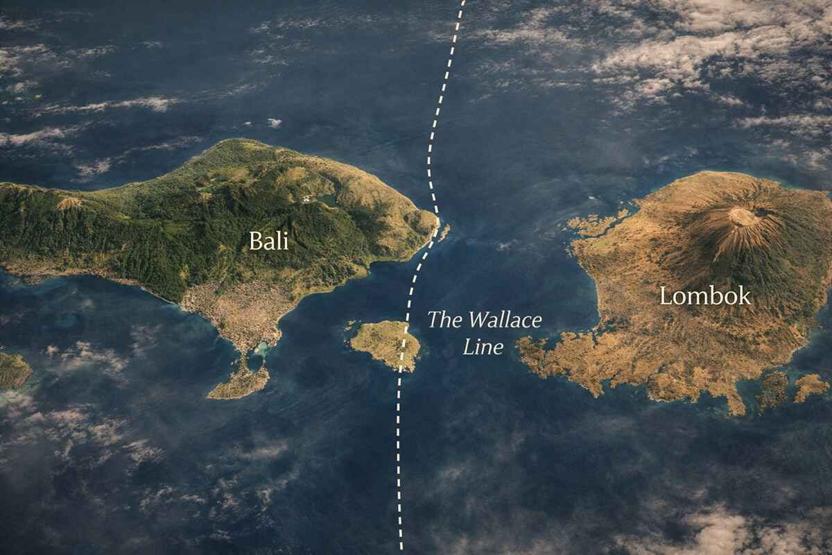 The Wallace Line in Bali - Balicasa Properties