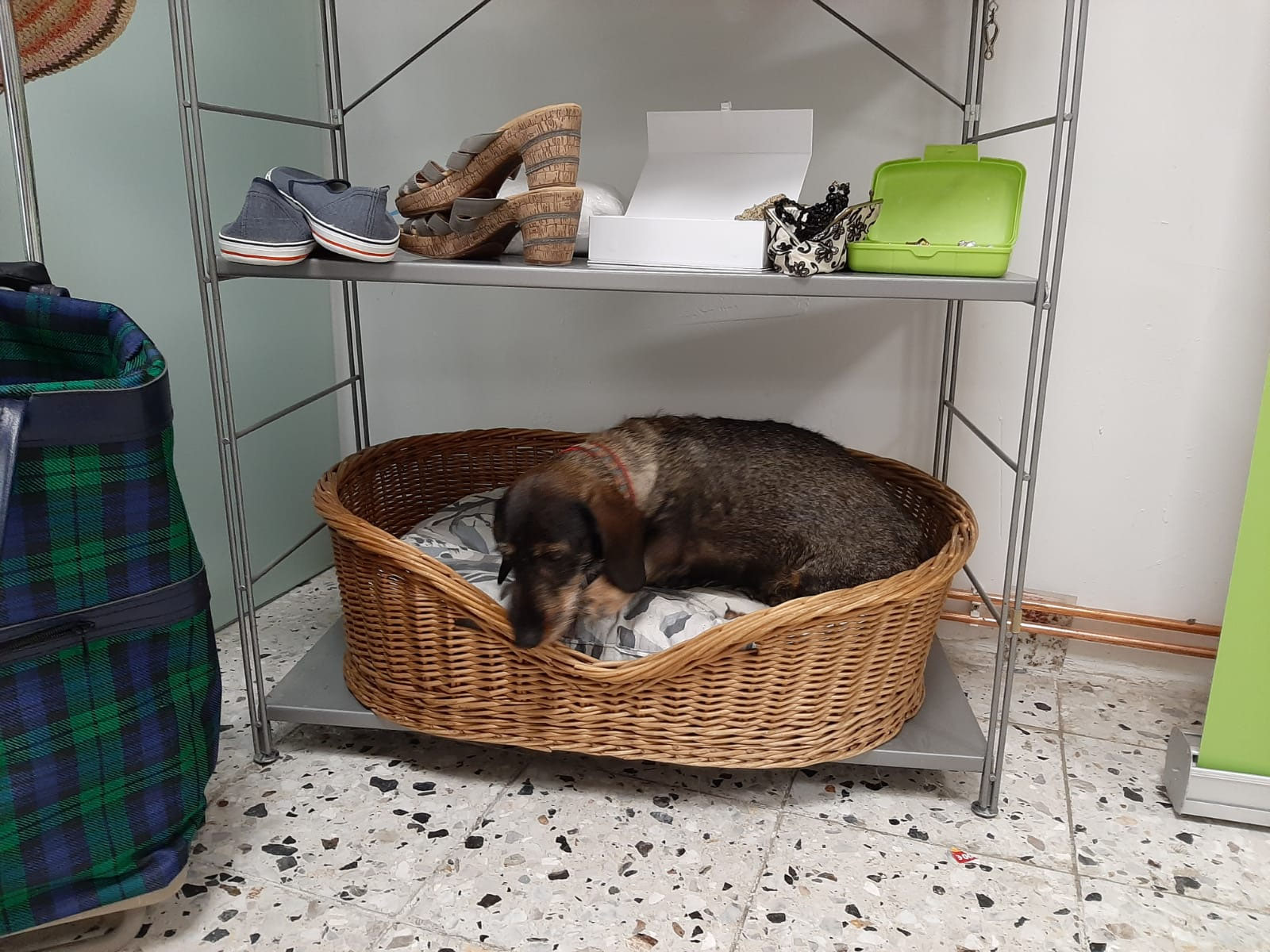 Luna im Mitnahmeregal - Tiertafel RheinErft e.V.- Futterausgabe der ...