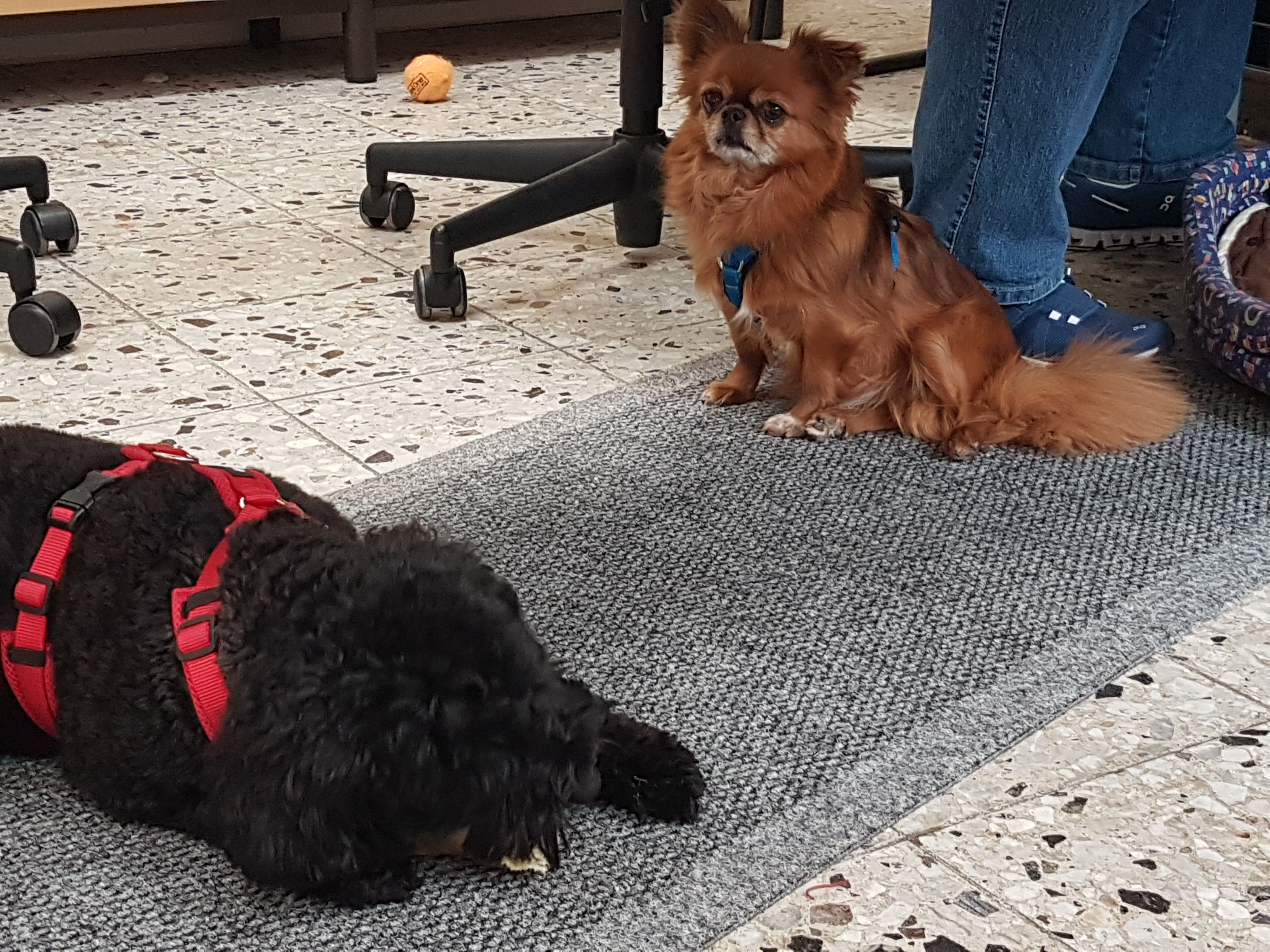 Arme Pia, oder? - Tiertafel RheinErft e.V.- Futterausgabe der Tiertafel ...