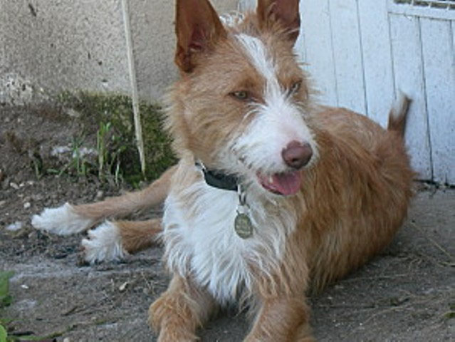 Le podenco - Le Cercle Des Podencos