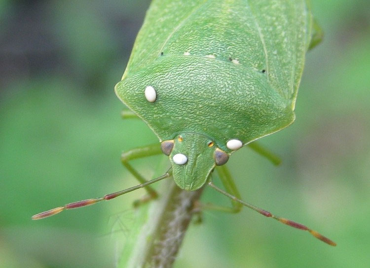 Mosche parassite di cimici e farfalle: i Tachinidi - ortoecologos jimdo ...